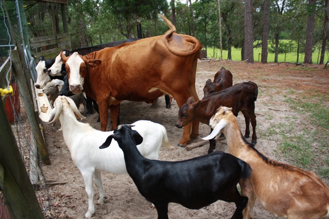 Old McDonalds Farm – Woodapple Farms